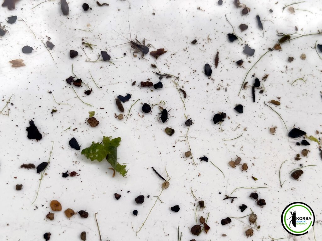 Sampling Aquatic Invertebrates in Shallow Streams and Rivers – Korba ...