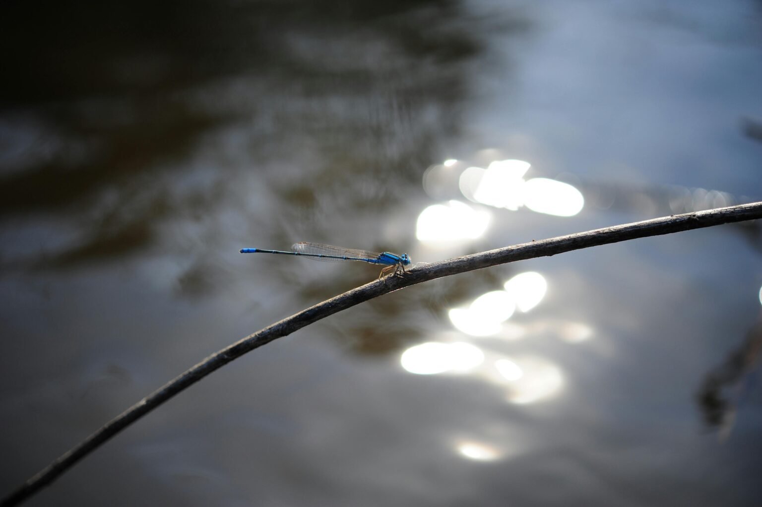 The fascinating lifecycle of Dragonflies – Korba Aquatic Ecology ...