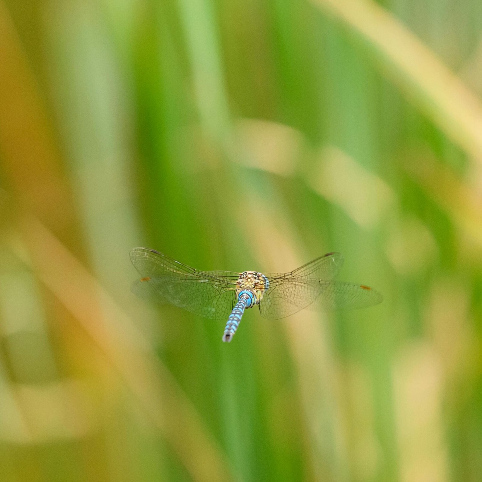 The fascinating lifecycle of Dragonflies – Korba Aquatic Ecology ...
