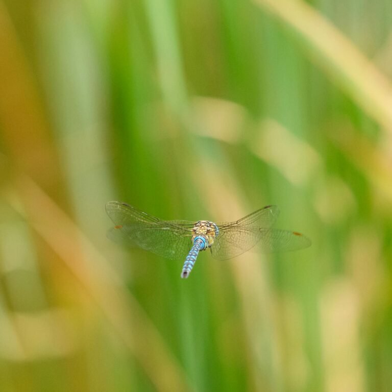 The fascinating lifecycle of Dragonflies – Korba Aquatic Ecology ...